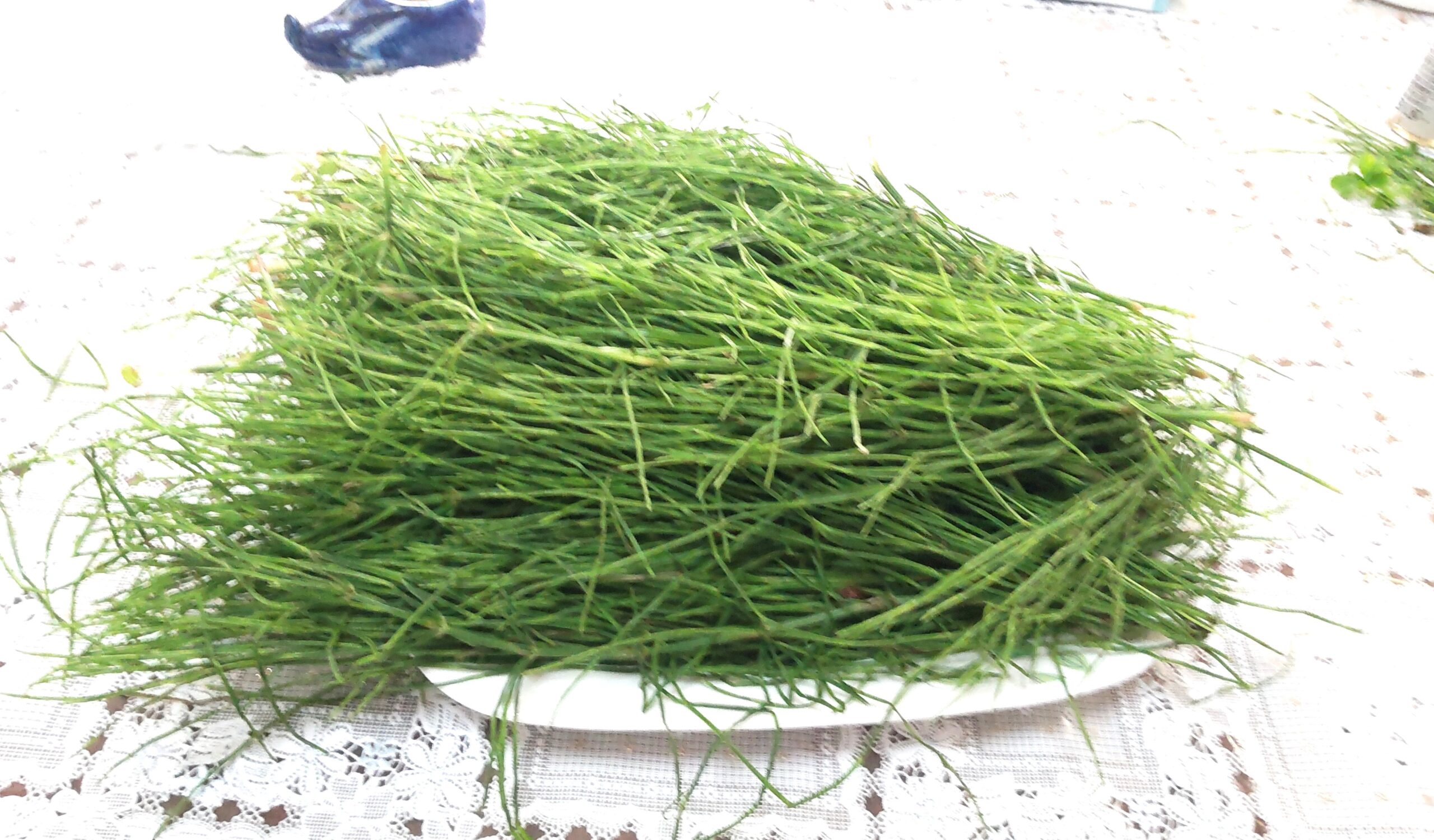 今年もスギナを摘んできてスギナ茶をつくる季節になりました。スギナ茶はかなり身体に良いらしいです | ゆきのべる